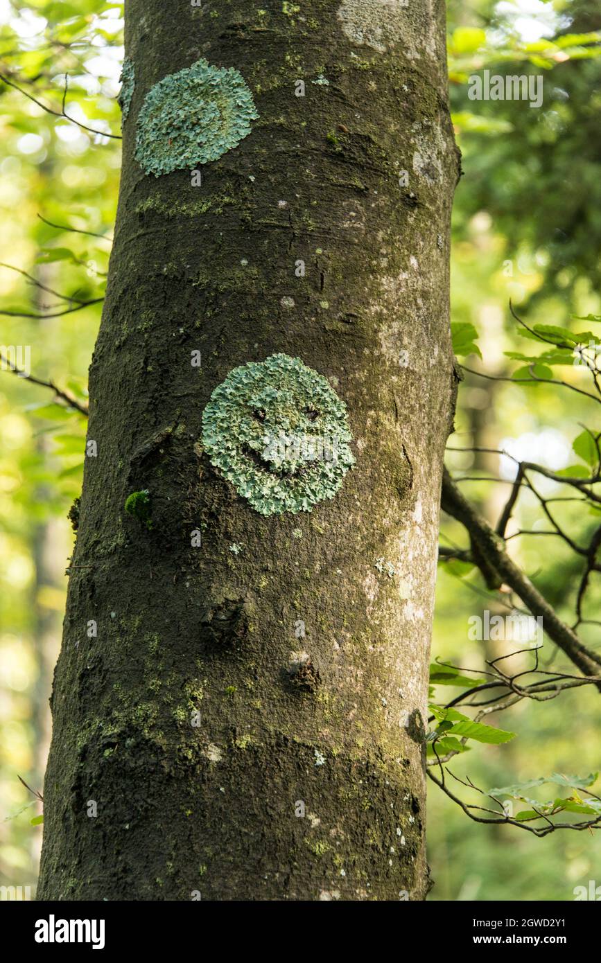 Smile when you're hiking! Fun in the woods: lichen with a smiley face ...