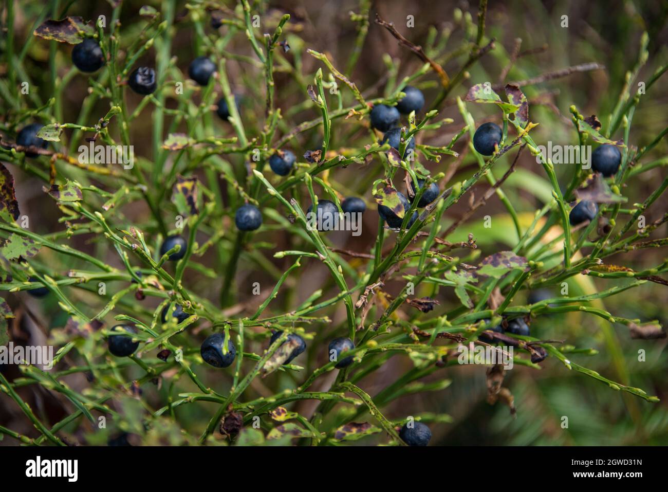 Wilde frucht hi-res stock photography and images - Alamy