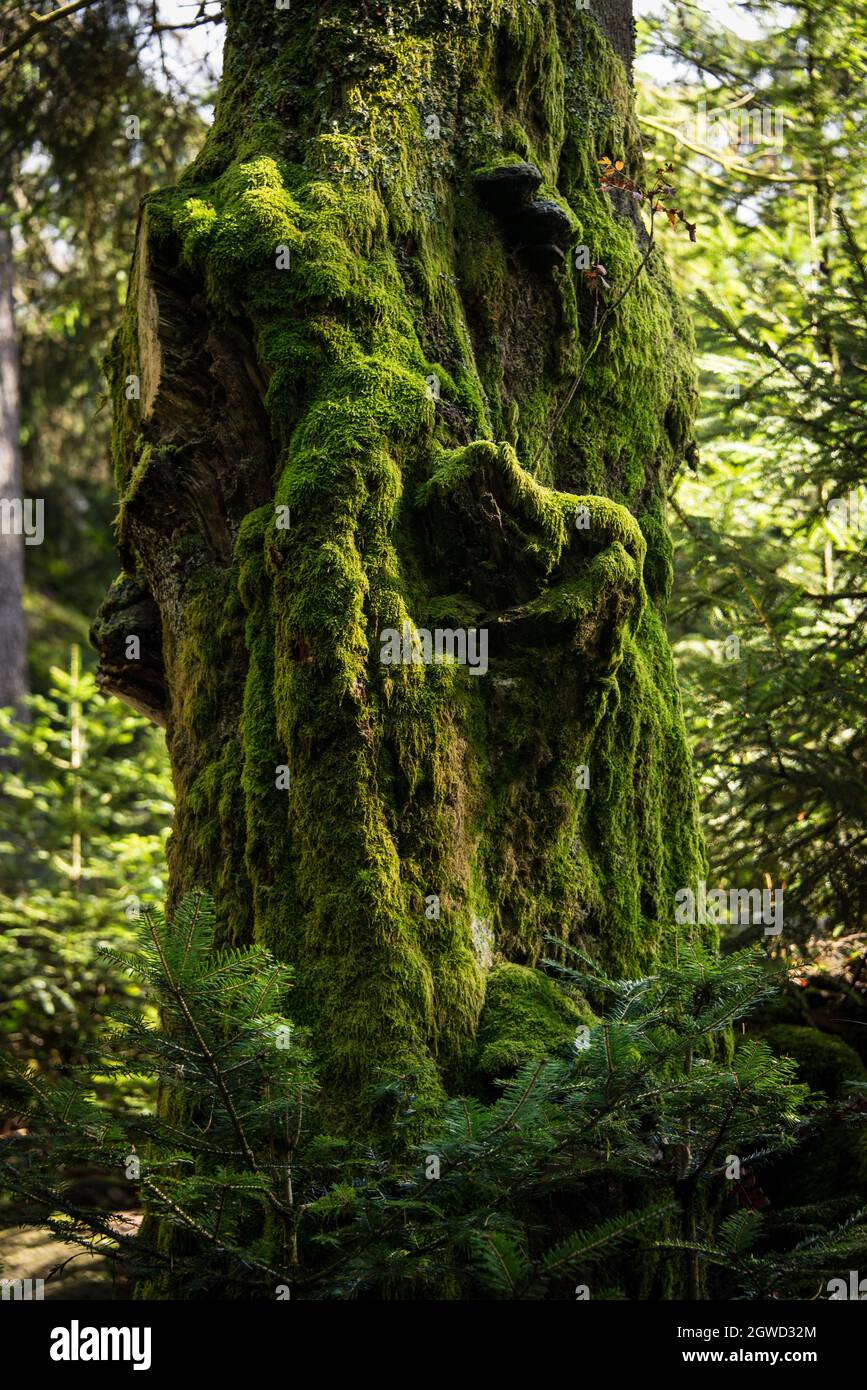 Monster tree hi-res stock photography and images - Alamy
