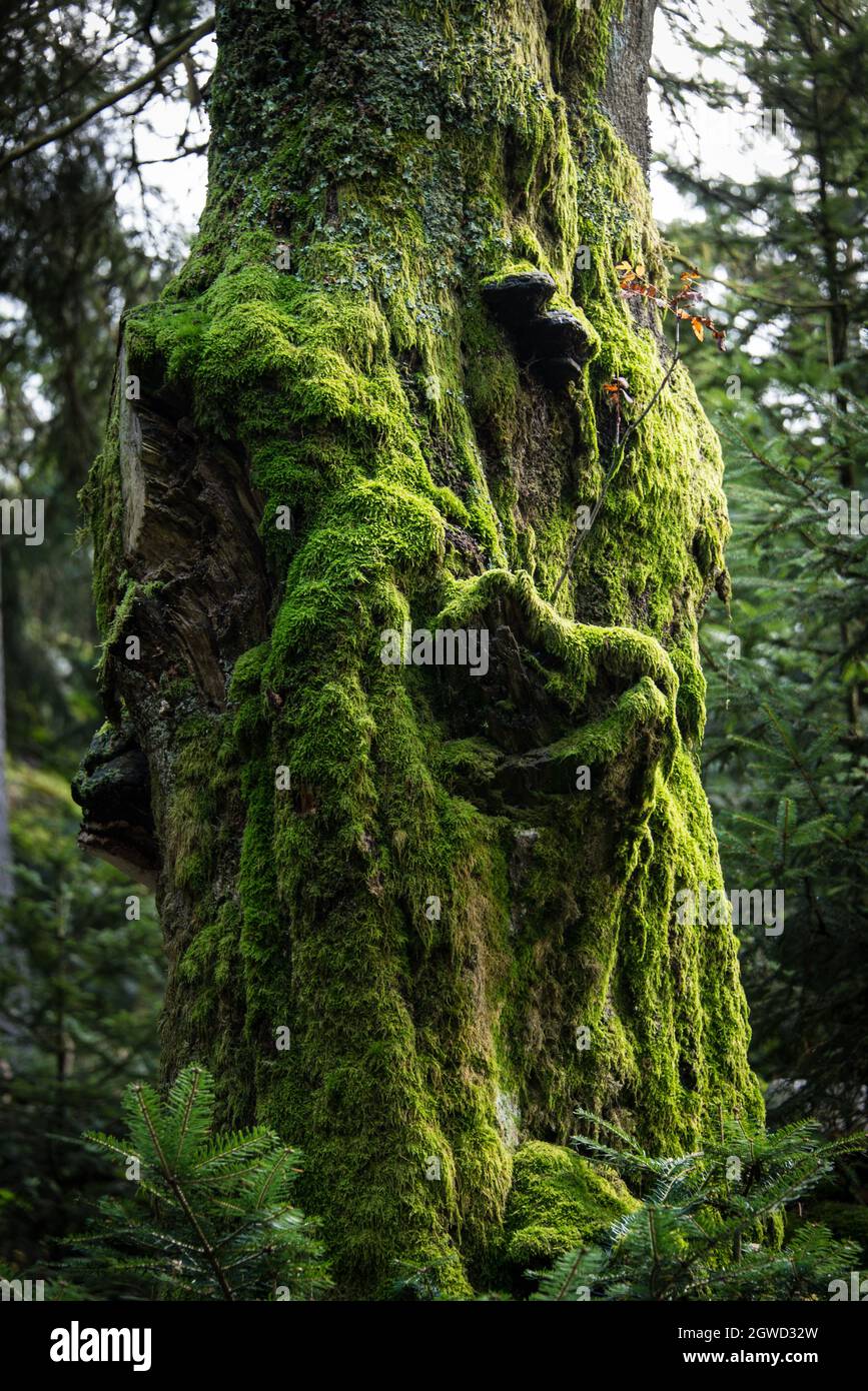 Fantasy forest monster hi-res stock photography and images - Alamy
