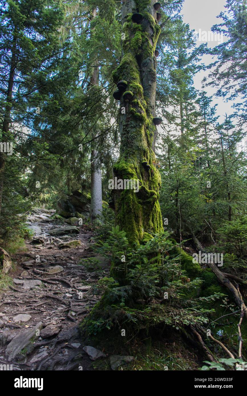 Monster tree hi-res stock photography and images - Alamy