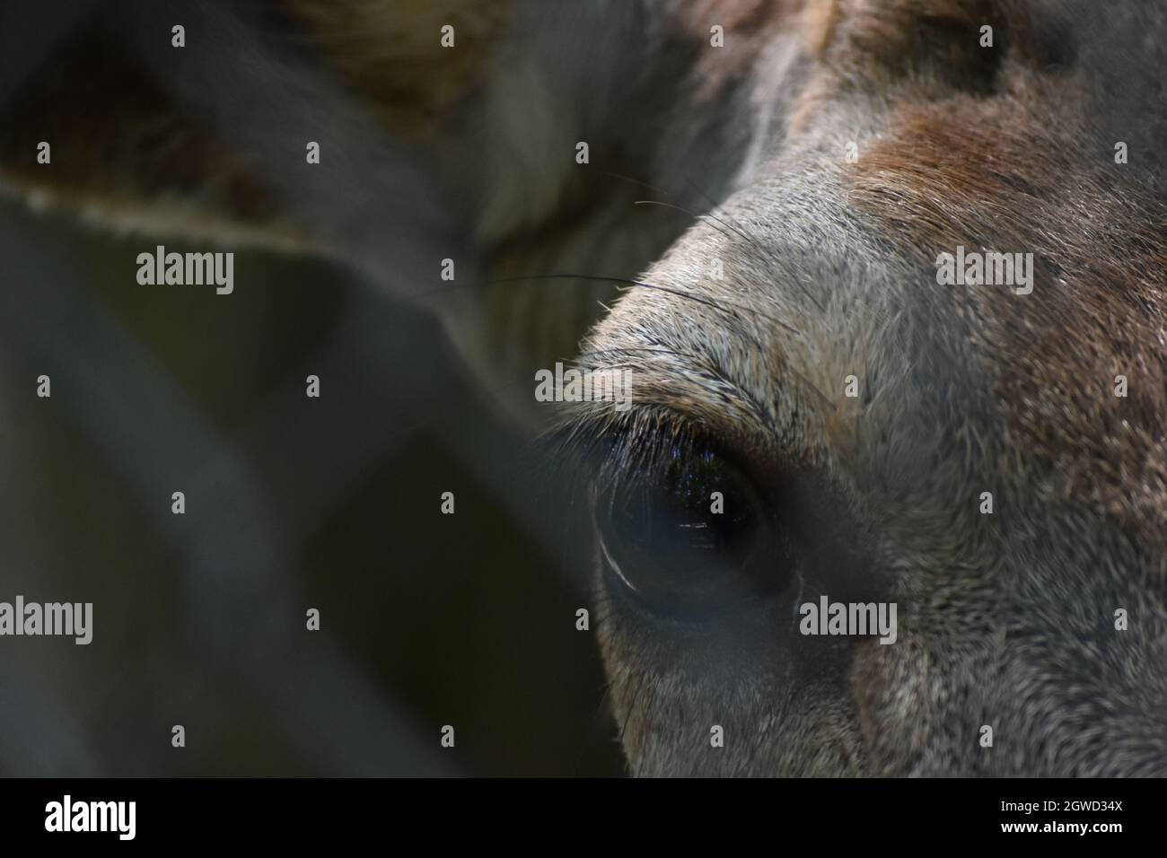 Deer eye hi-res stock photography and images - Alamy