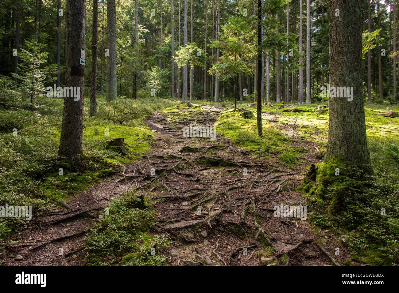Over rough and smooth: in some parts Goldsteig hiking trail follows ...