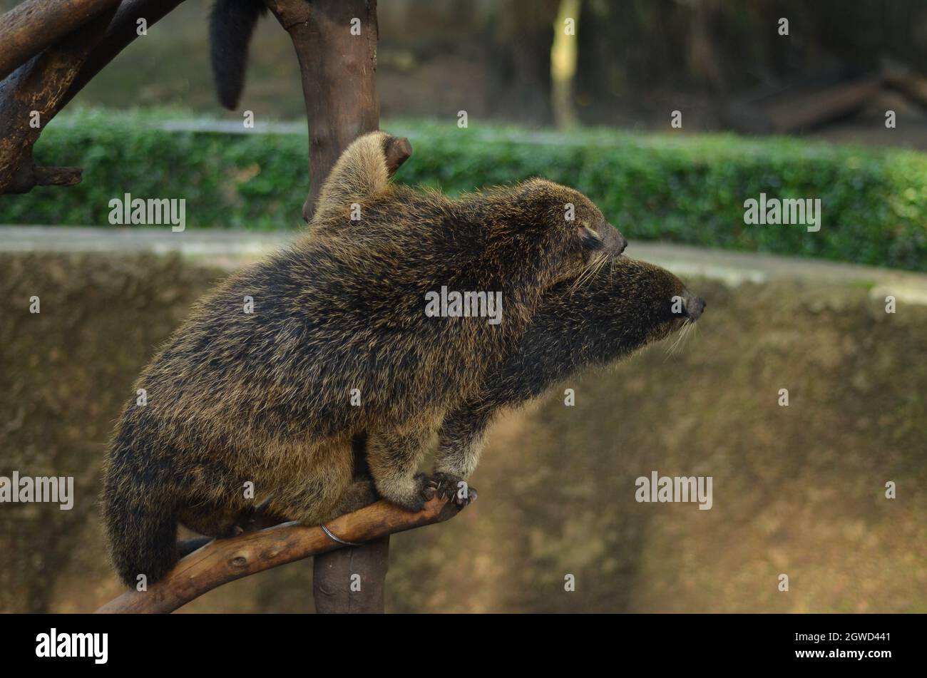 Confused animal hi-res stock photography and images - Alamy