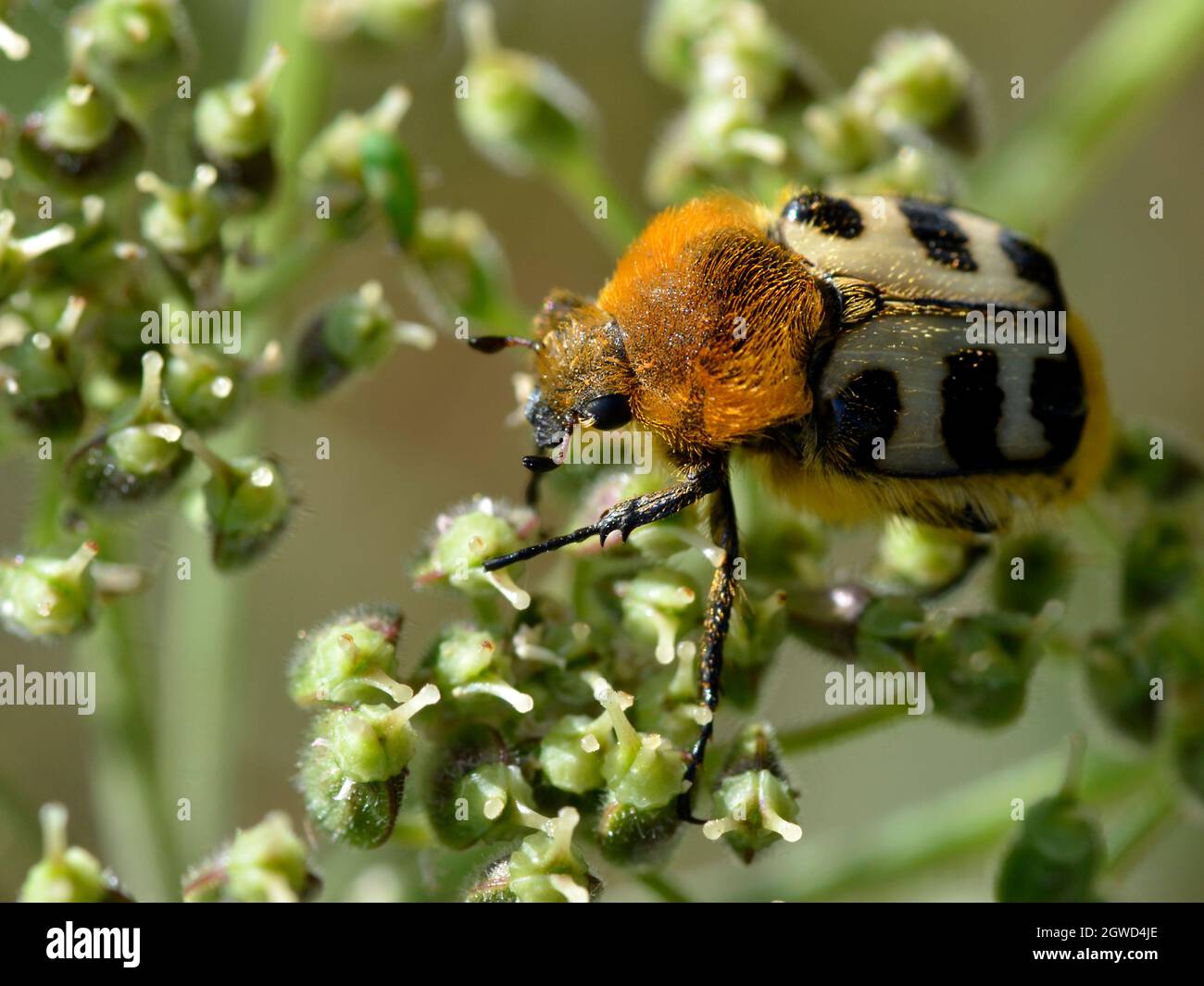 Macro bee beetle (Trichius fasciatus) on plant Stock Photo - Alamy