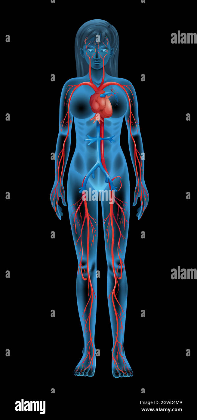 Human circulatory system hi-res stock photography and images - Alamy
