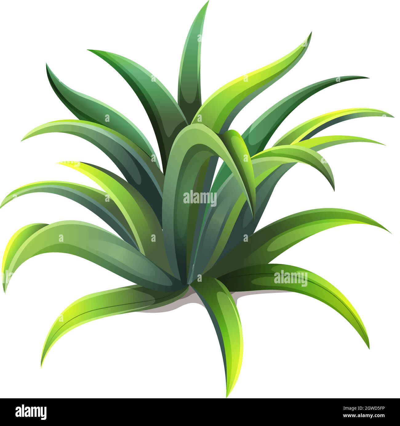 Marginata Stock Vector Images - Alamy