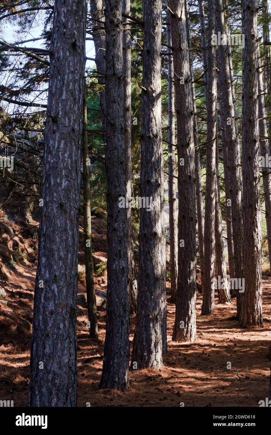 Walking the Ruta Botanica in the El Alcazar recreational area, Alcaucin ...