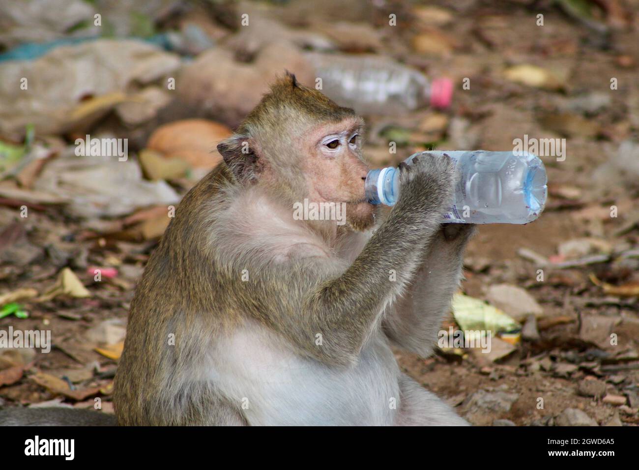 Monkey eating plastic hi-res stock photography and images - Alamy