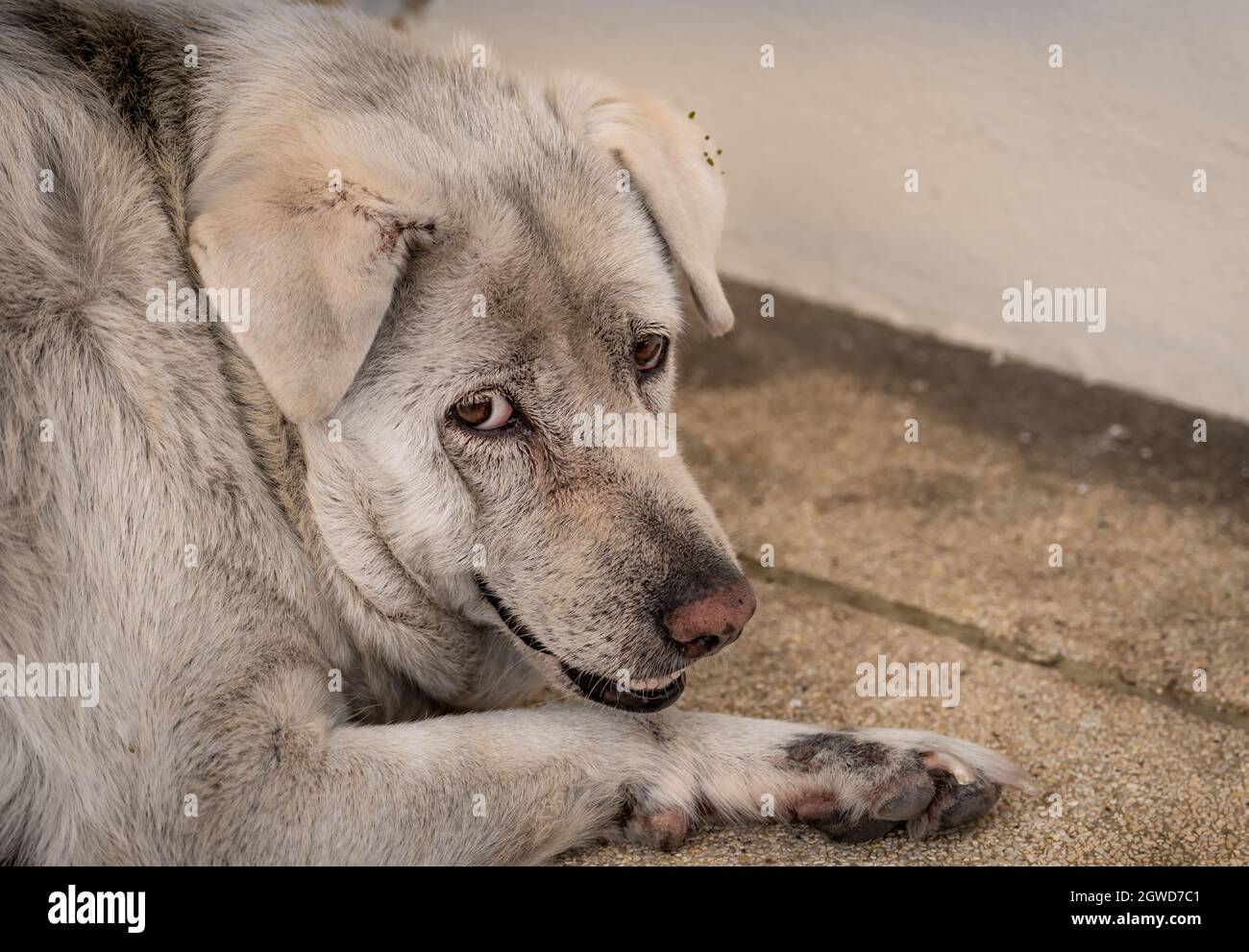 Closeup Sad Dog Lying On Concrete Floor. Fat Dog Bored For Waiting ...