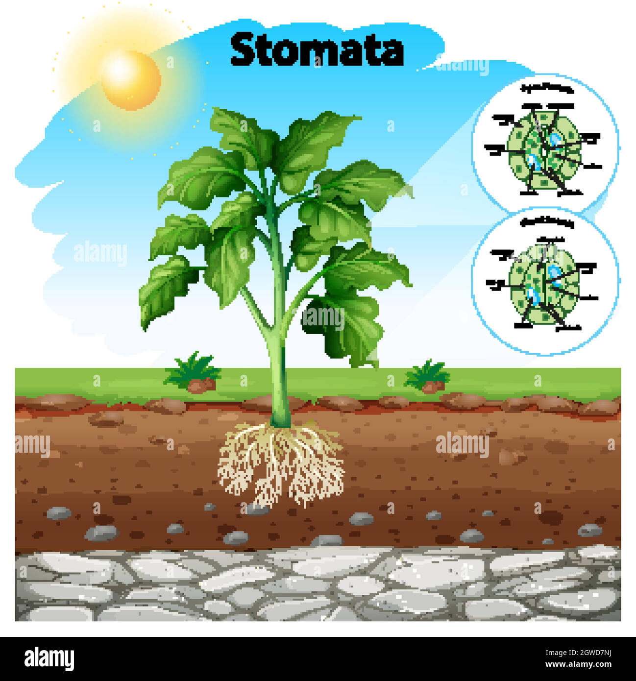 Diagram showing stomata of a plant Stock Vector Image & Art - Alamy