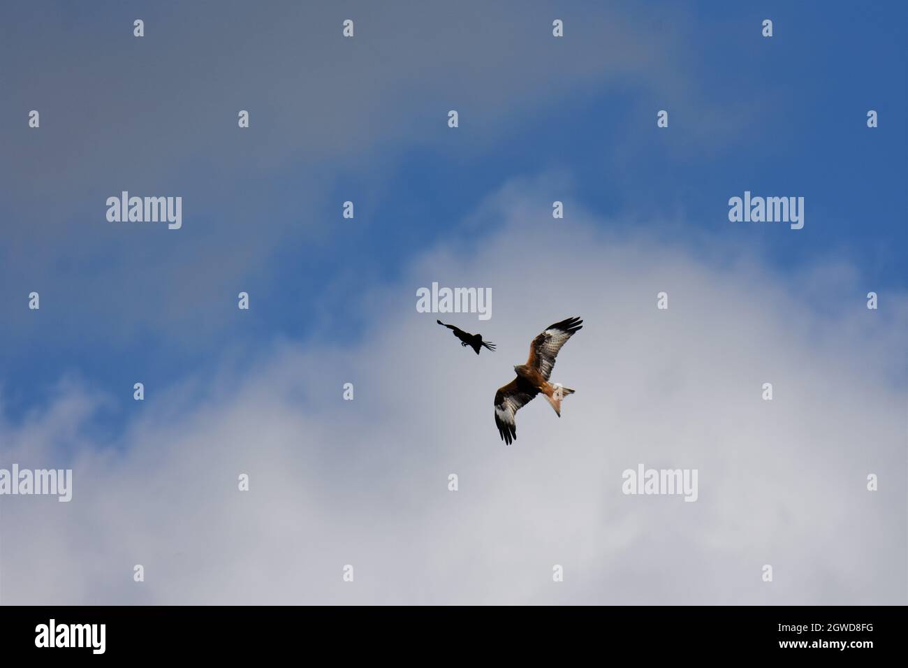 Kite flying fighting hi-res stock photography and images - Alamy