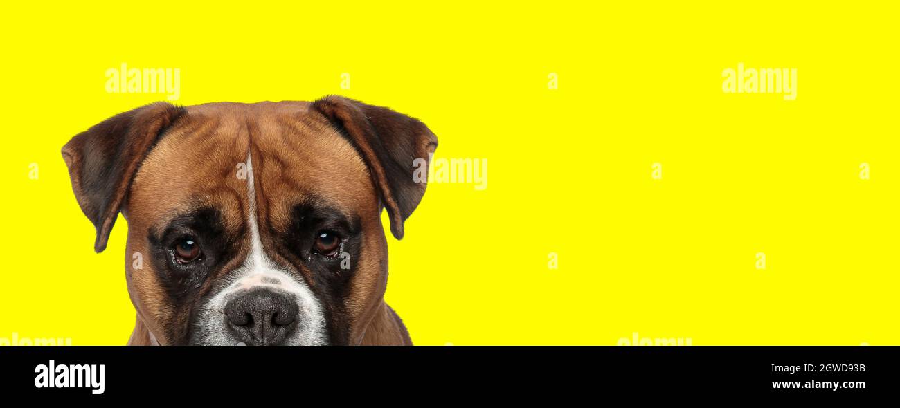 landscape of a beautiful boxer dog hiding his face from the camera on ...