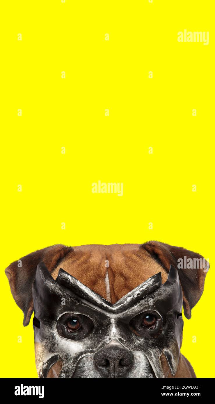 portrait of a boxer dog hiding his face from the camera and wearing a ...