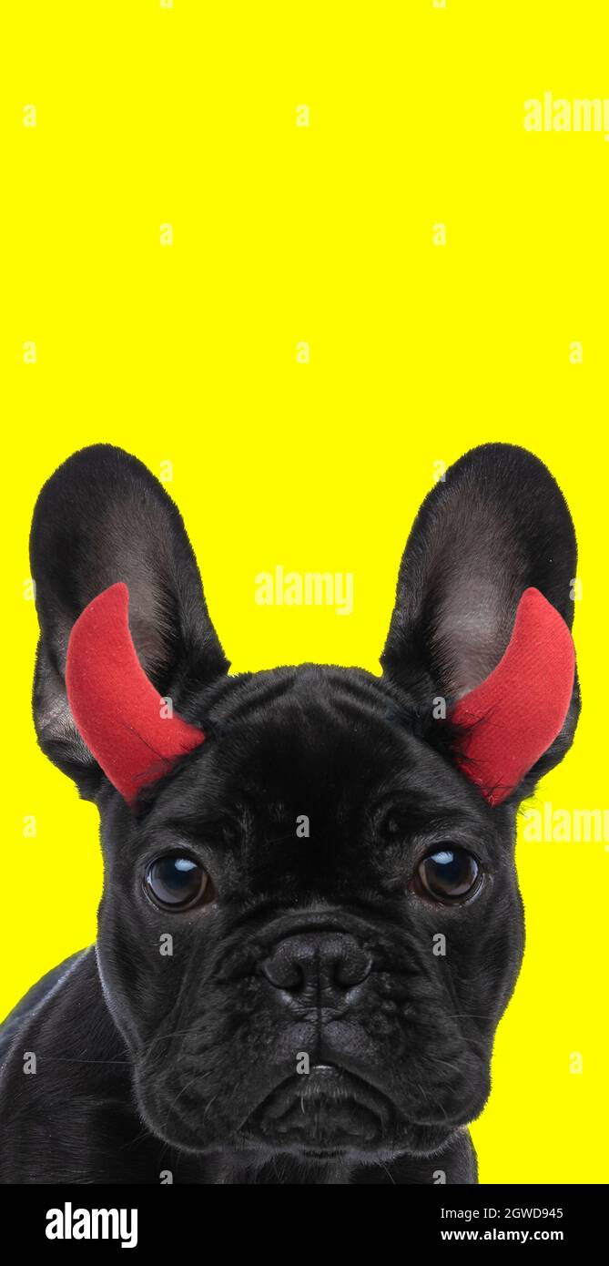 portrait of a french bulldog dog wearing devil horns and looking at the ...