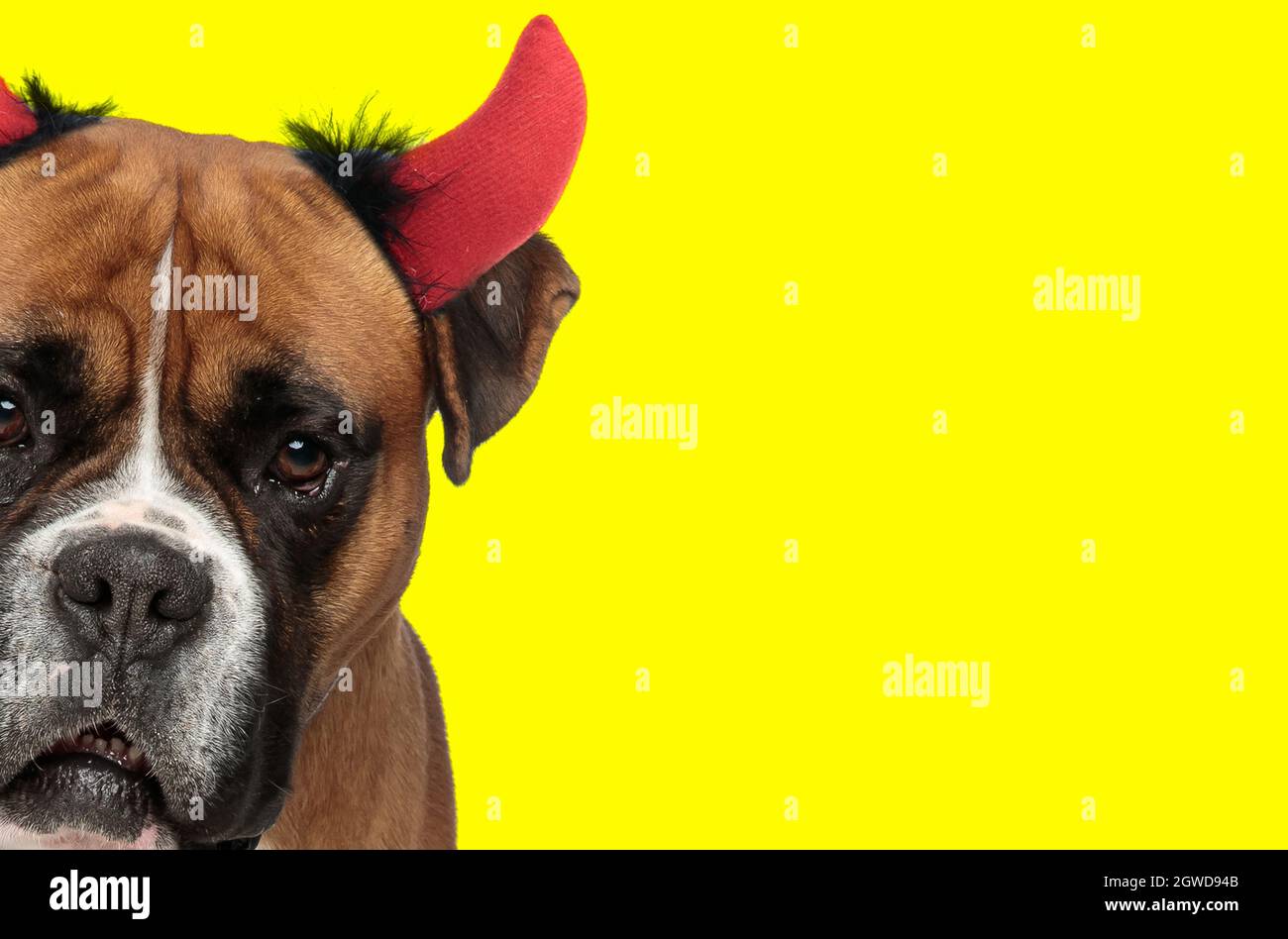 landscape of a boxer dog wearing devil horns and hiding his face ...
