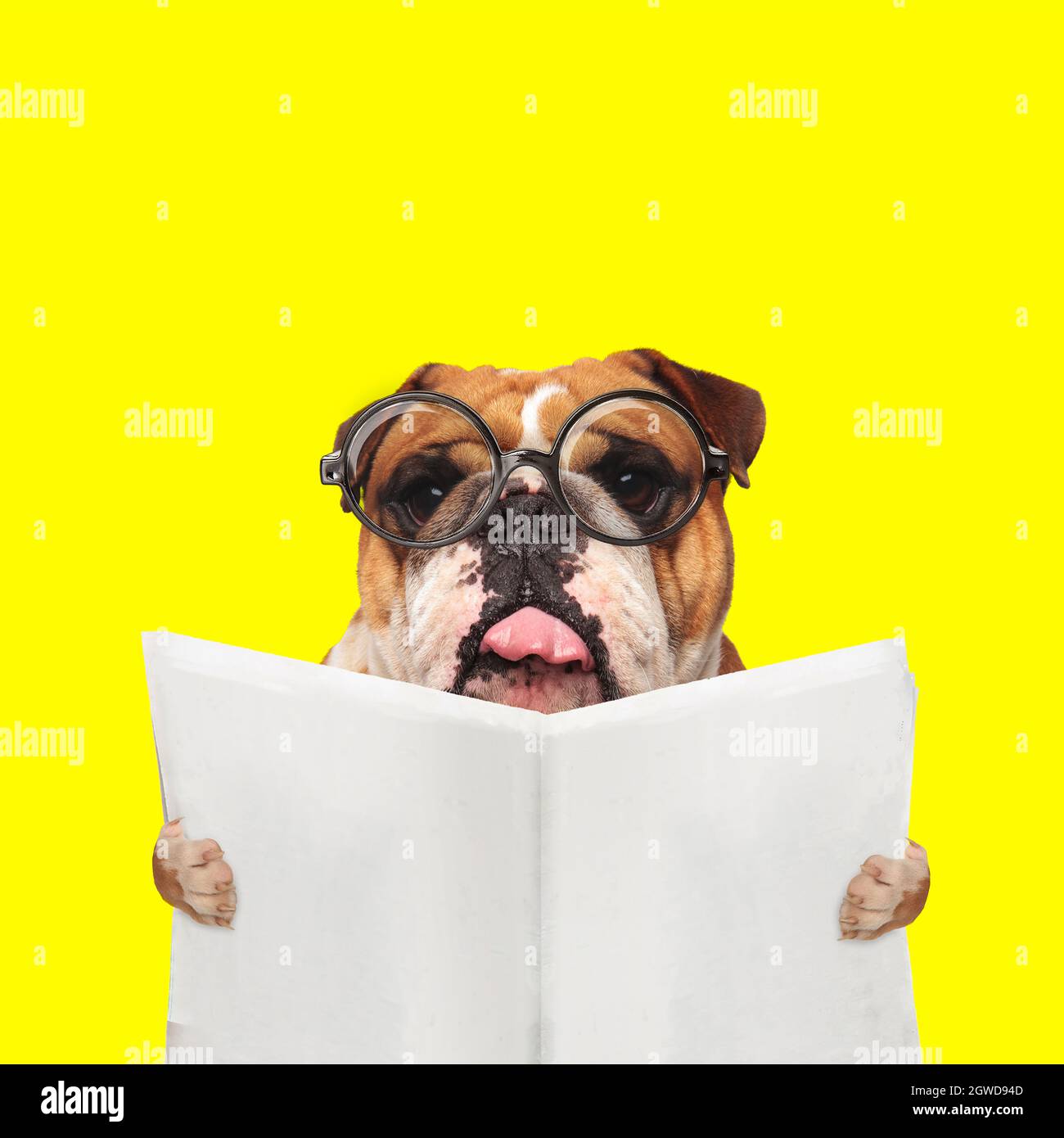 Bulldog Reading Book