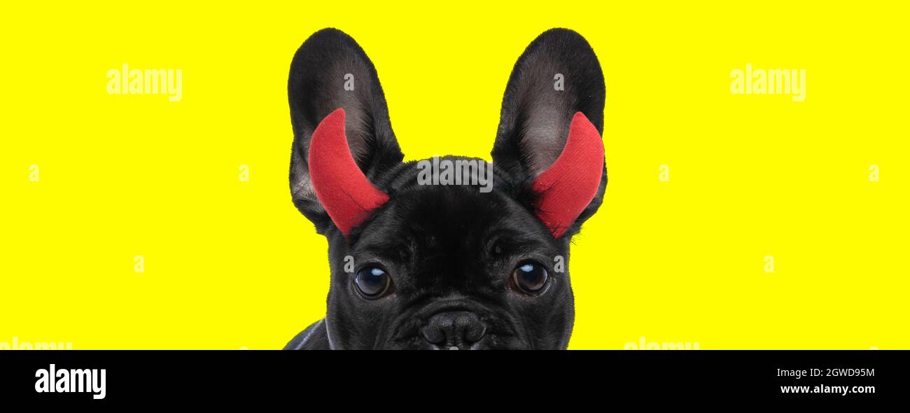 landscape of a cute french bulldog dog with devil horns hiding his face ...