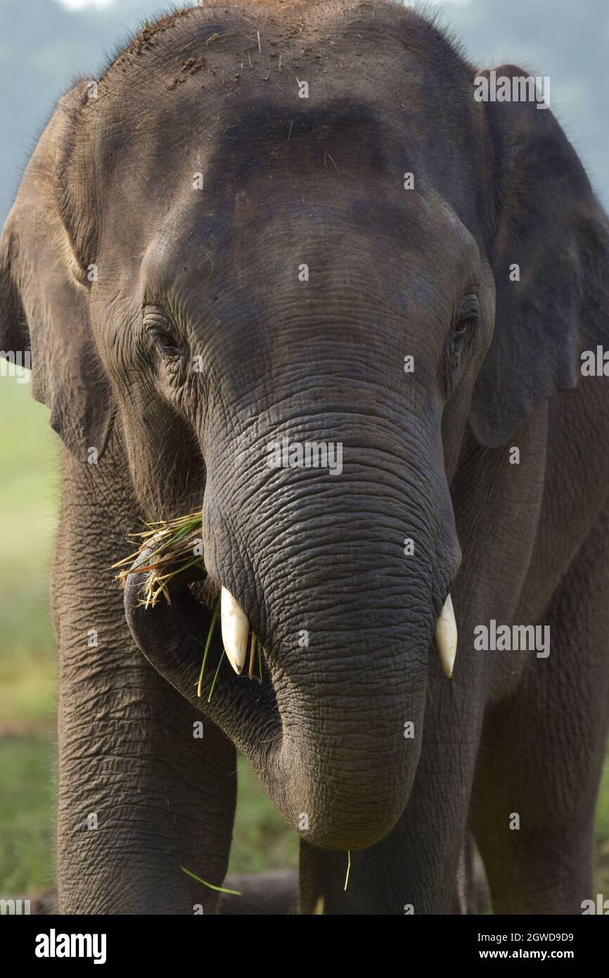 Baby asian elephant looking up hi-res stock photography and images - Alamy