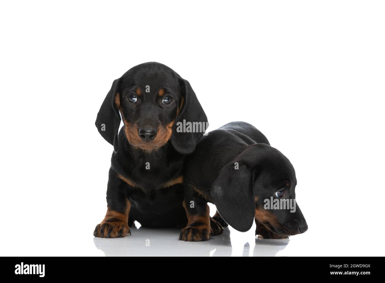 two cute teckel dachshund puppies one looking to side and sniffing ...