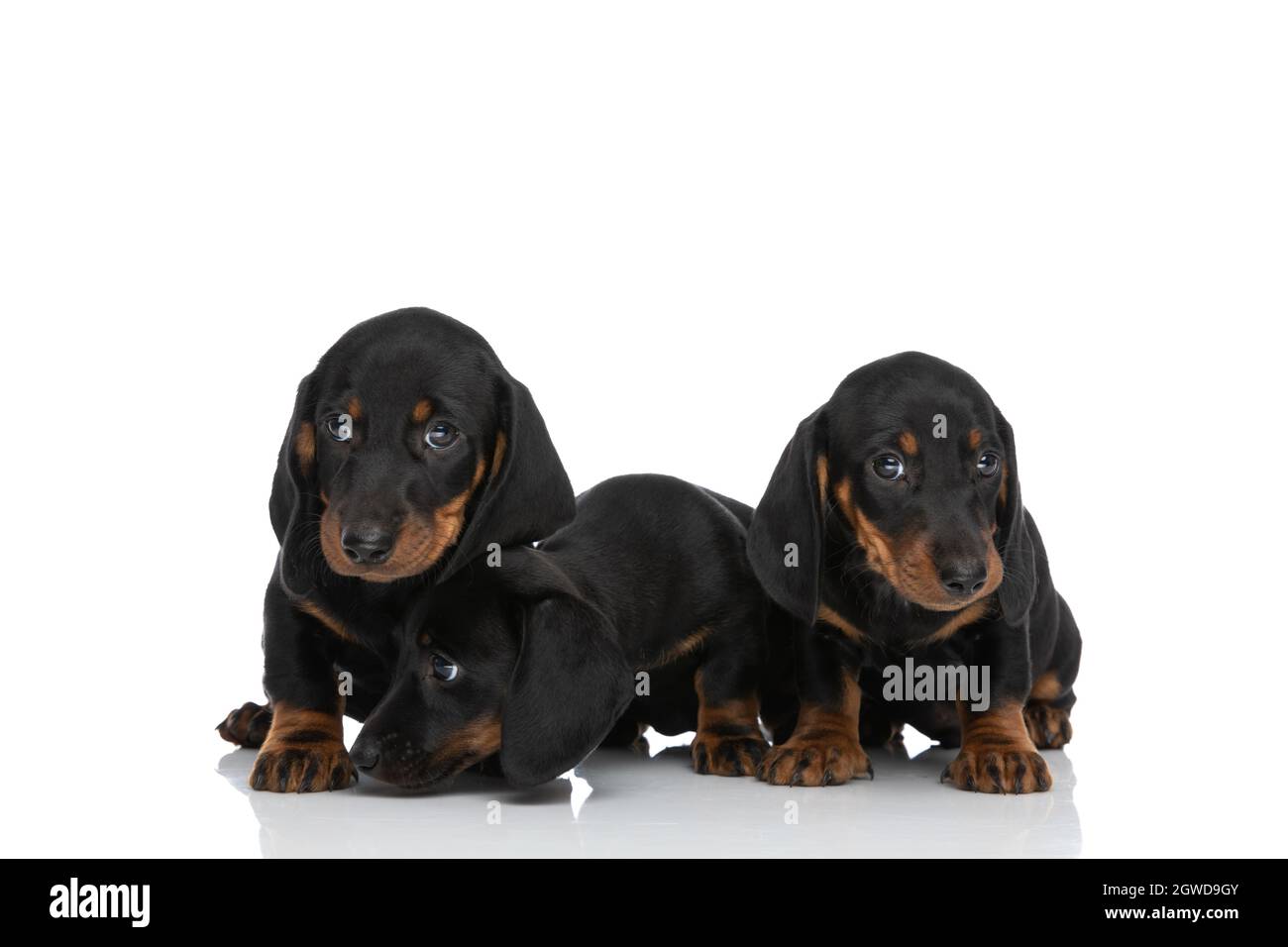 beautiful small teckel dachshund puppies looking to side and sniffing ...