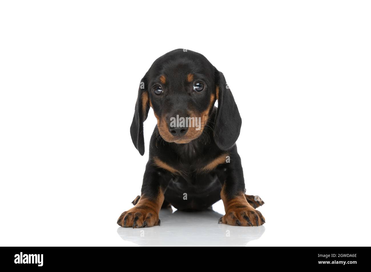 cute little teckel dachshund puppy sitting on white background in ...