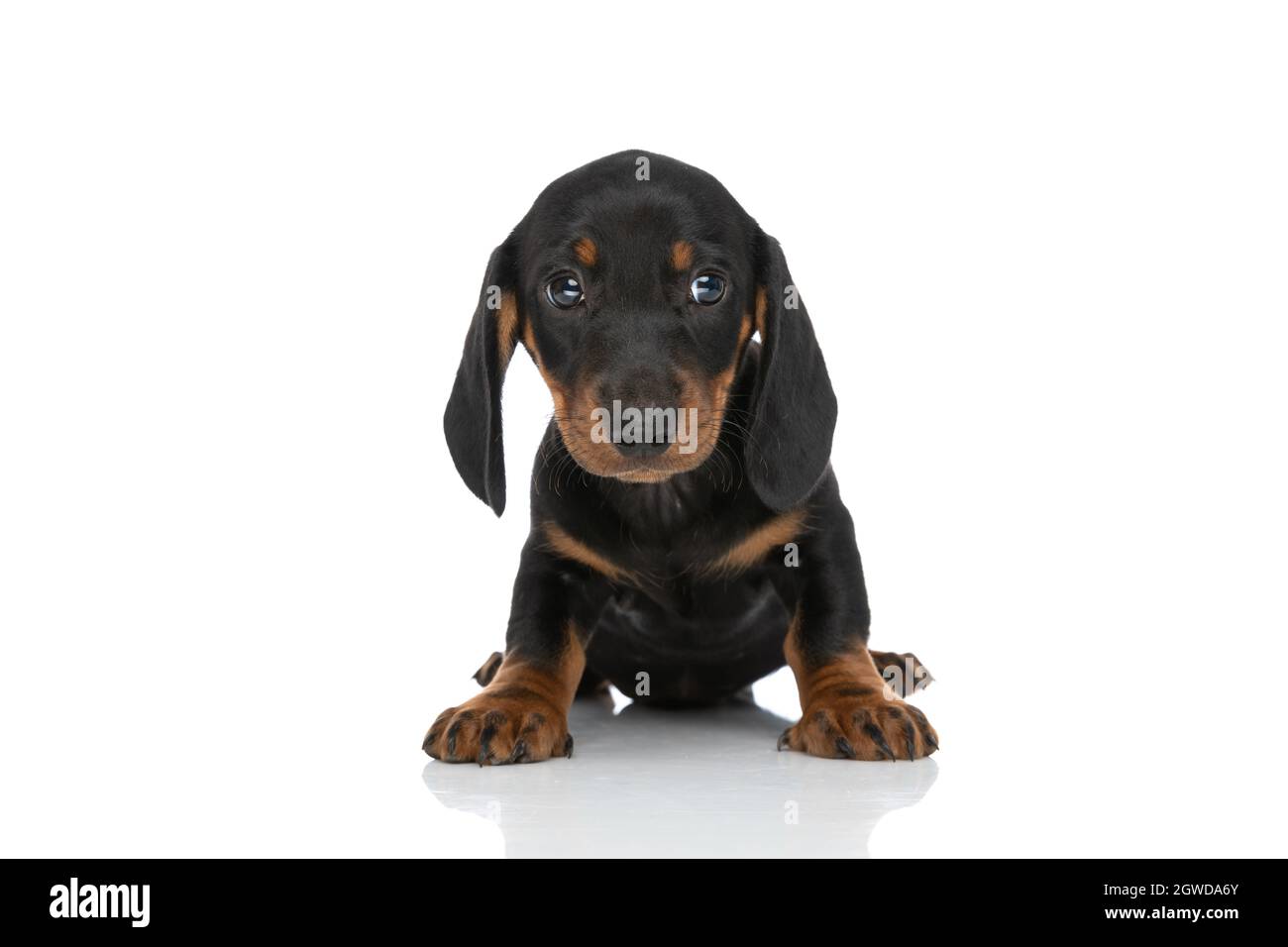 lovely little teckel dachshund dog looking to side and sitting isolated ...