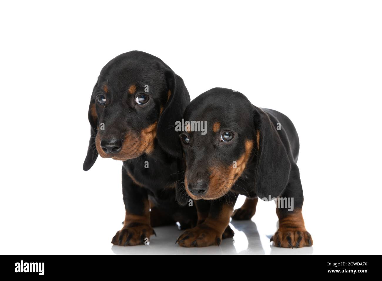 adorable cute teckel dachshund puppies looking away and standing ...