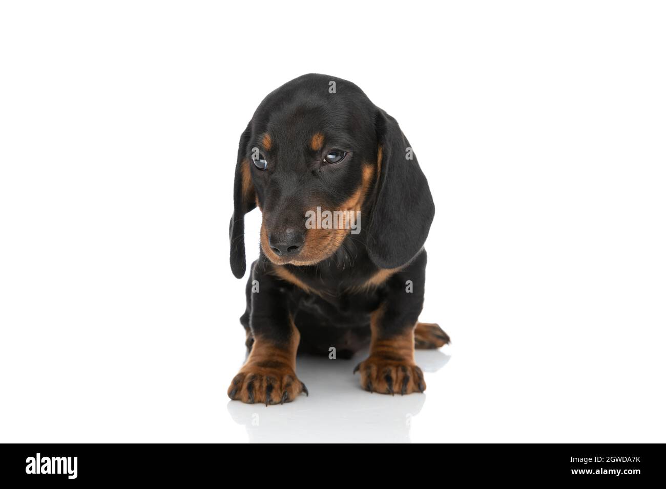 cute little teckel dachshund dog looking to side and sitting isolated ...
