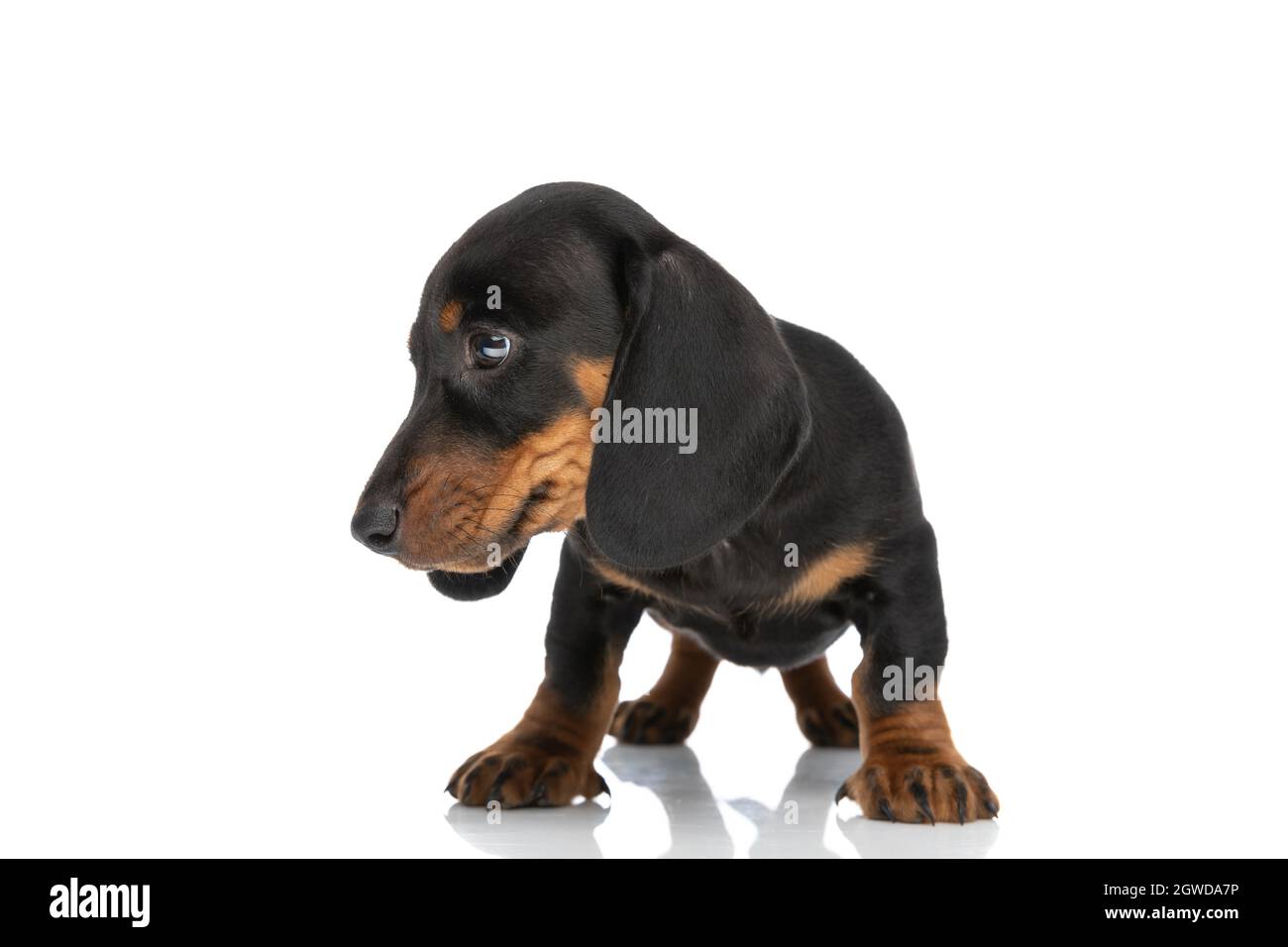 adorable sweet teckel dachshund puppy looking to side and standing ...