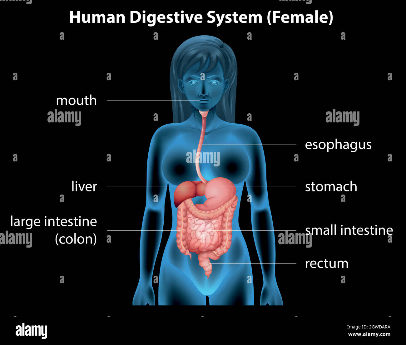 Human Digestive System Stock Vector Image And Art Alamy