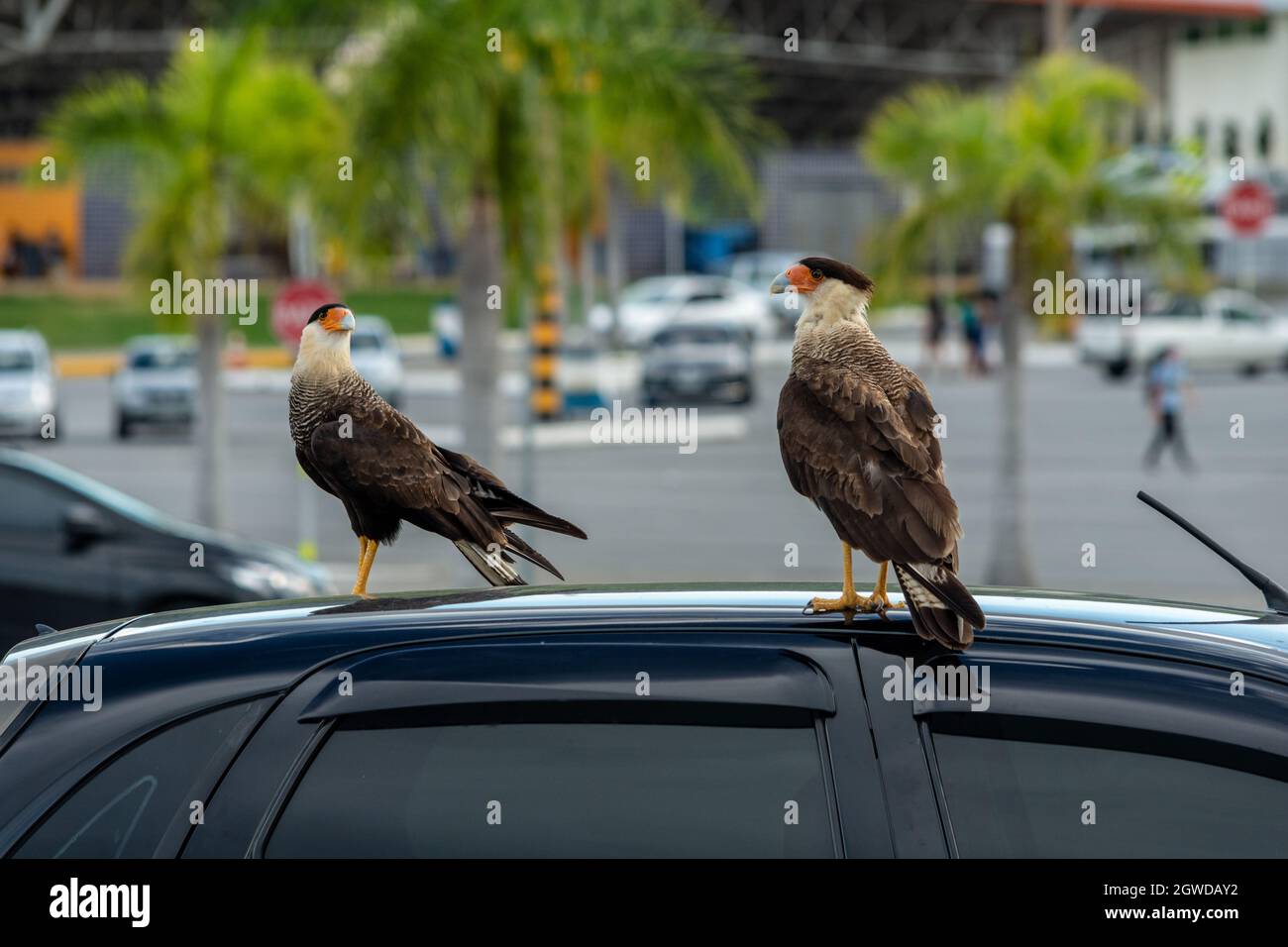 Group of hawks hi-res stock photography and images - Alamy