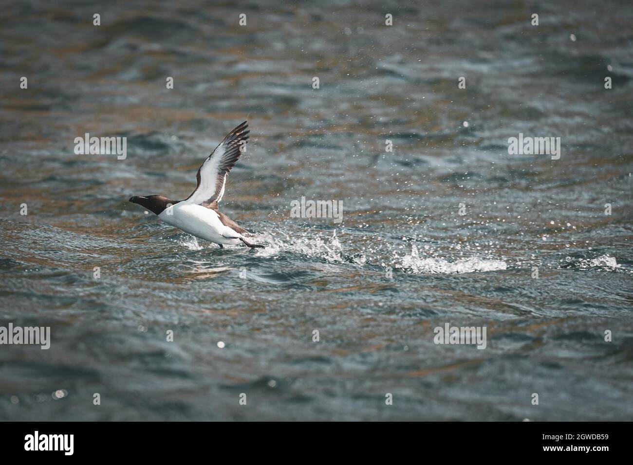 RUNDE, NORWAY - 2020 JUNE 19. Razorbill (Alca torda) flying close to ...
