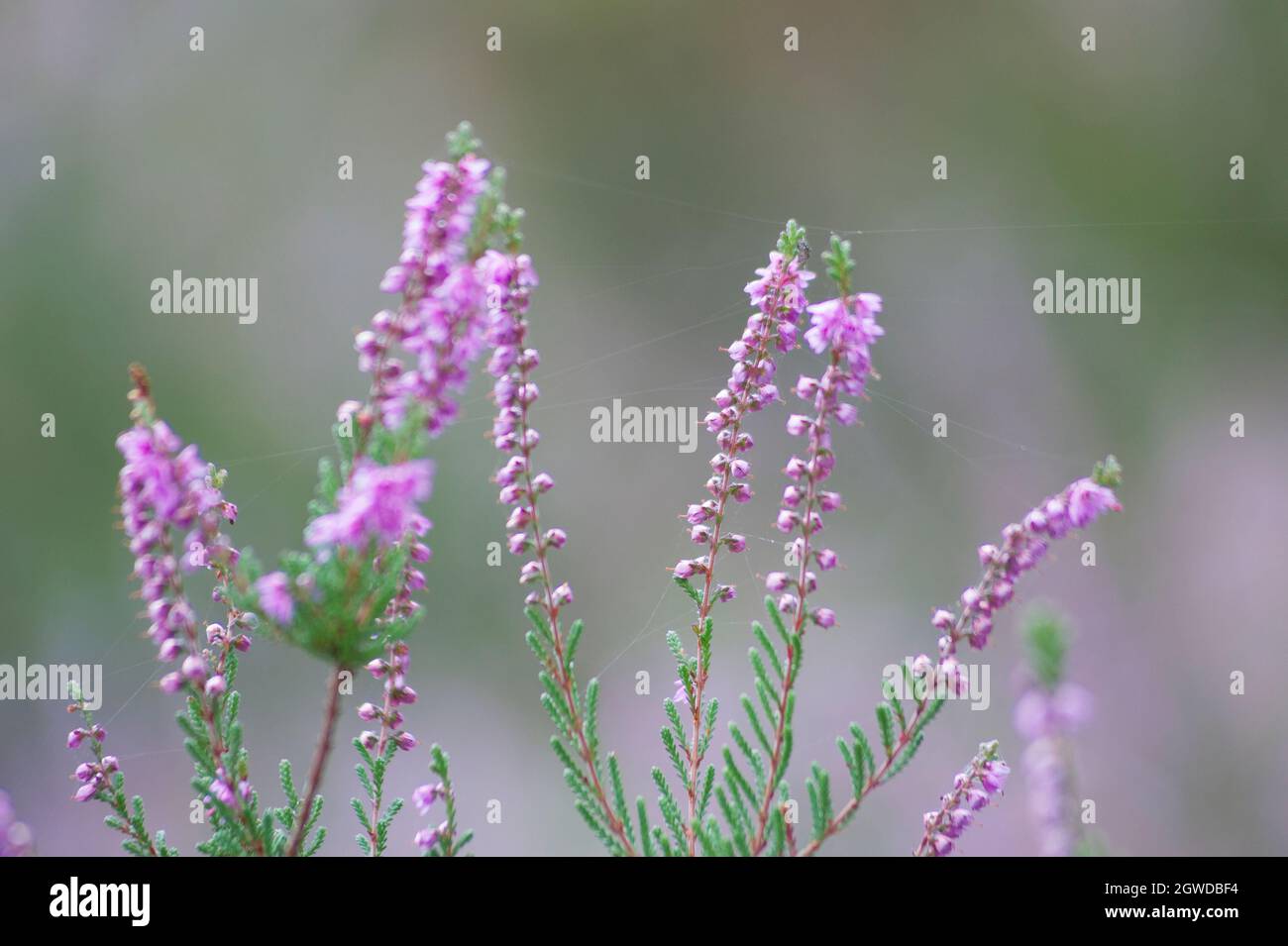 Close-up picture of the flowers of the common heather (Erica Stock ...