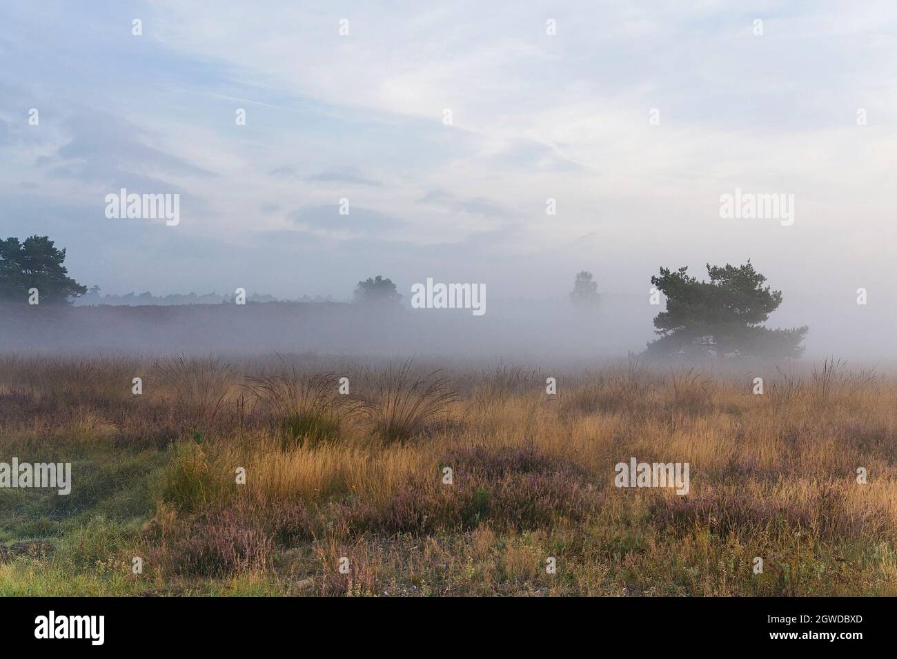 Heath moor sunrise dawn morning early hi-res stock photography and ...