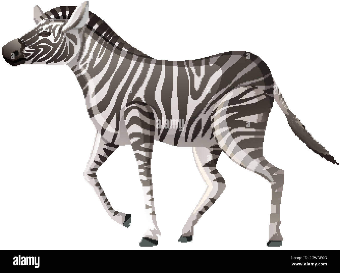 Zebra in the fauna Stock Vector Images - Alamy