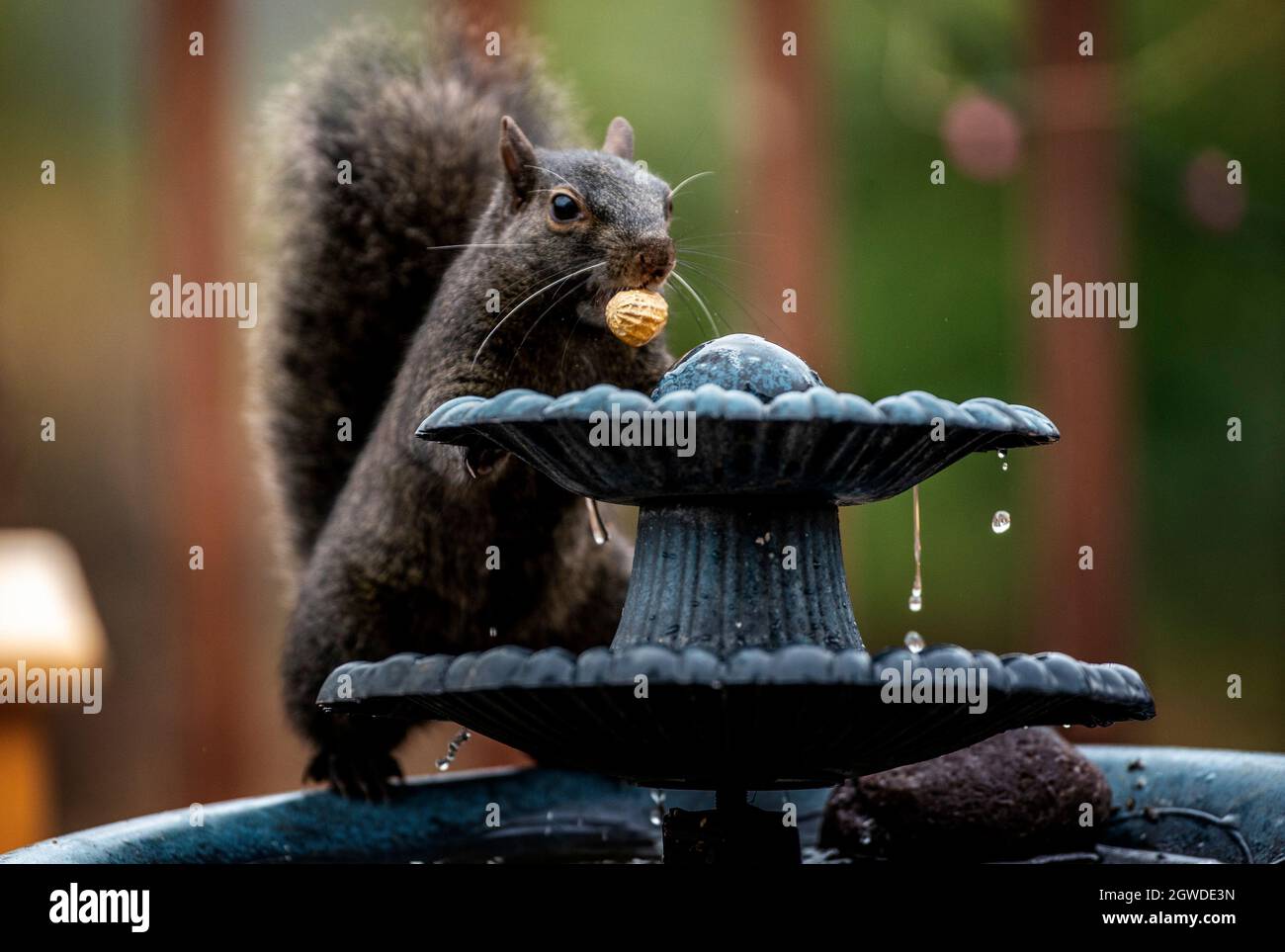 Squirrel water fountain hi-res stock photography and images - Alamy