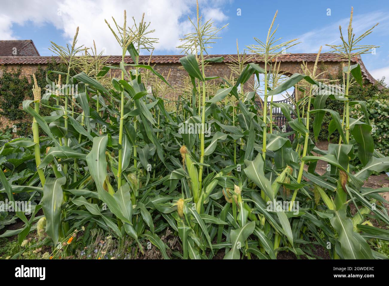 Close up of rows of maize in a walled garden Stock Photo - Alamy
