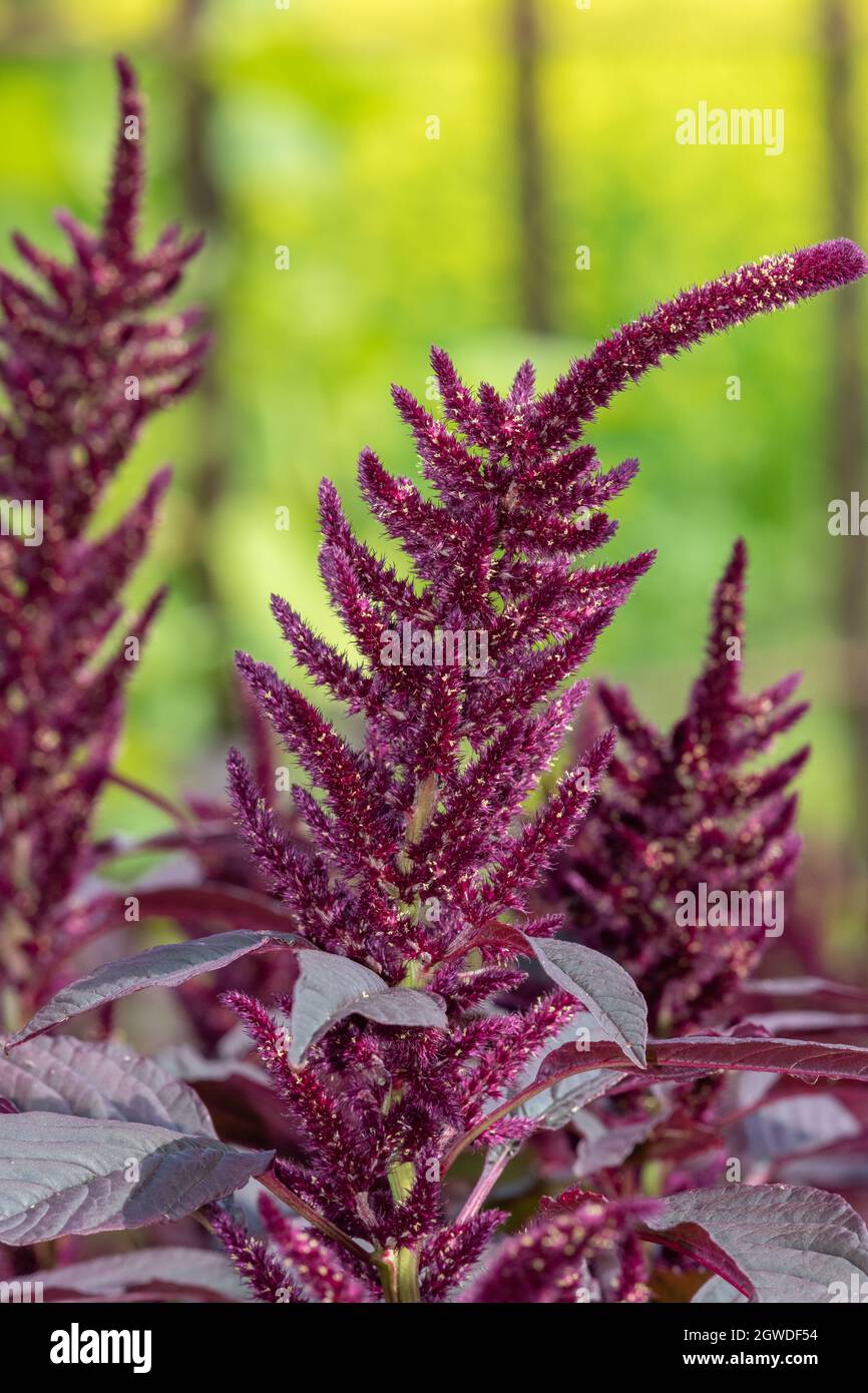 Close up of a Prince of Wales feather (amaranthus hypochondriacus ...