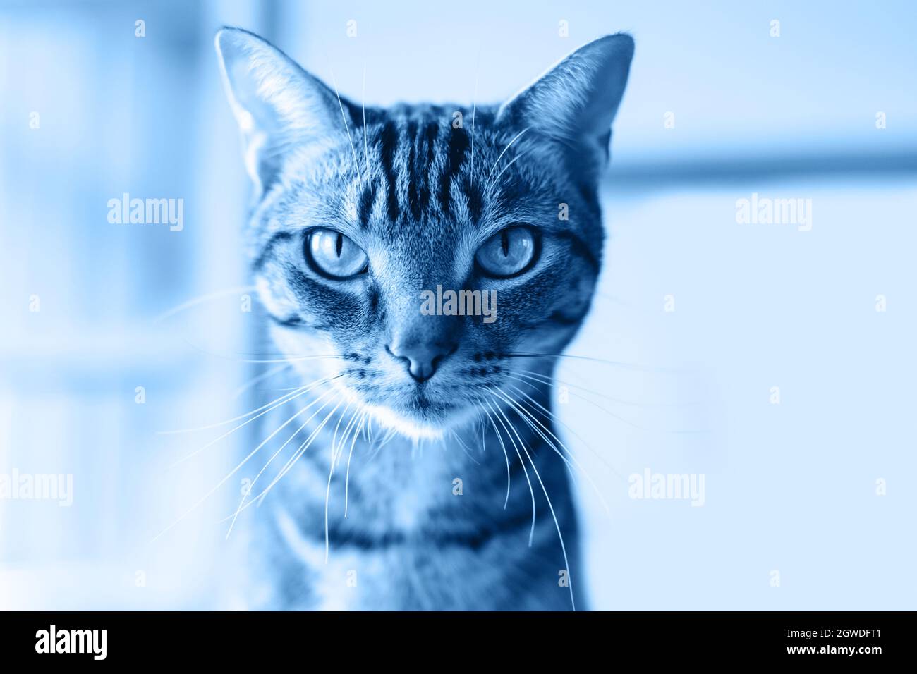 Classic tabby cat hi-res stock photography and images - Alamy