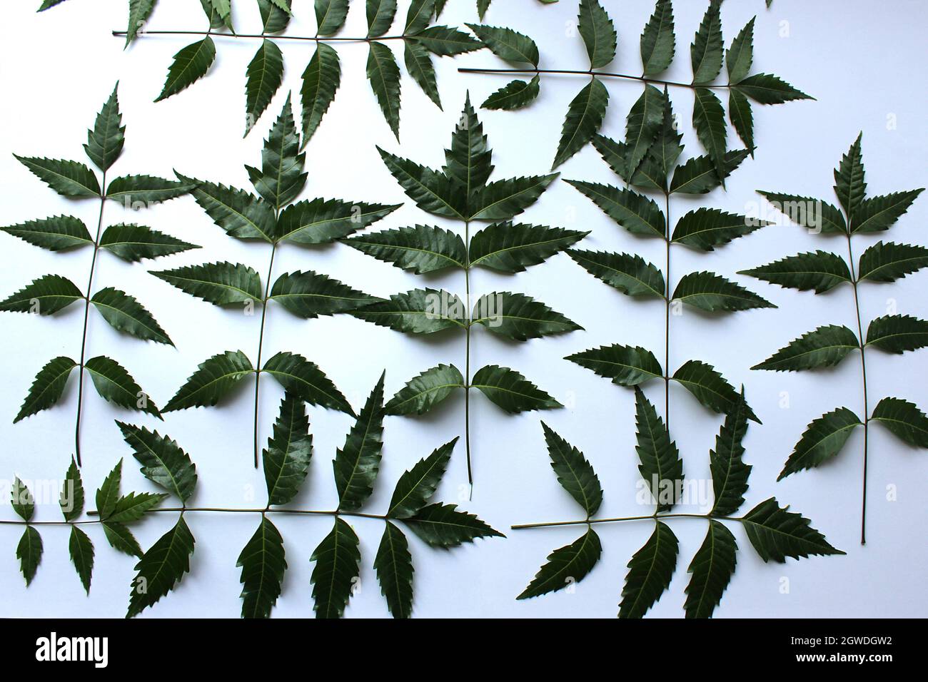 Indian neem tree hi-res stock photography and images - Alamy