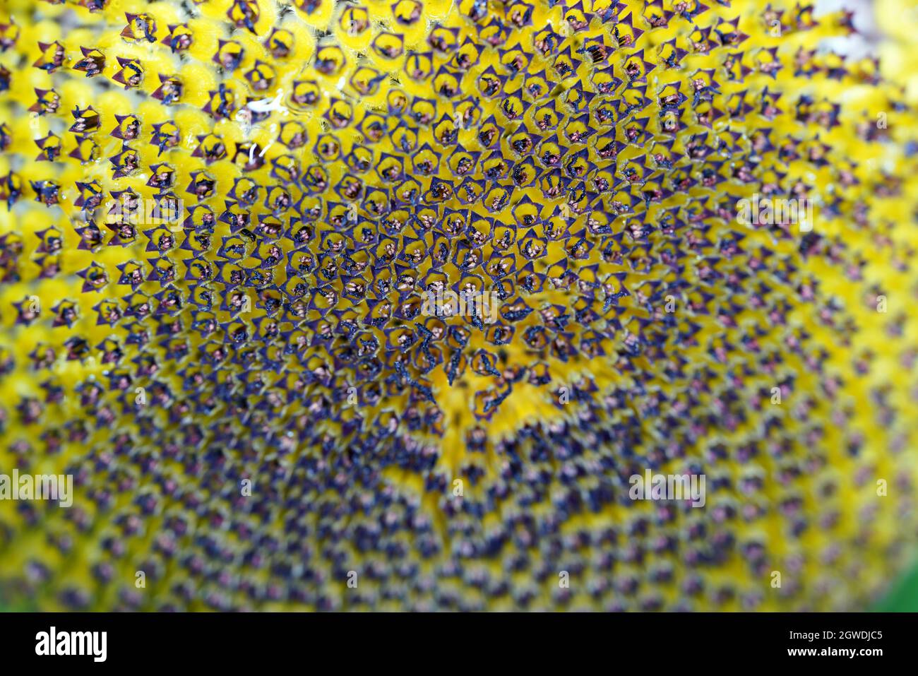 A closeup shot of a sunflower core Stock Photo - Alamy