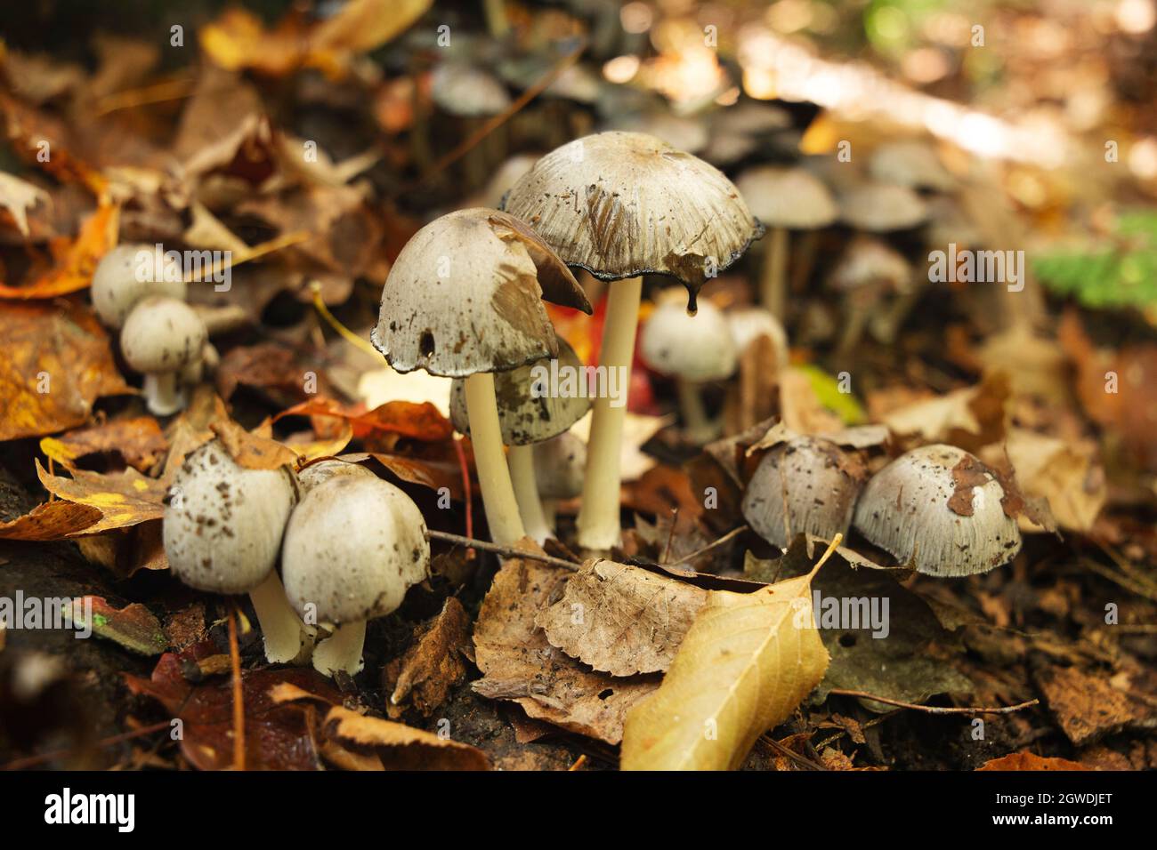 Wild edible mushrooms canada hi-res stock photography and images - Alamy