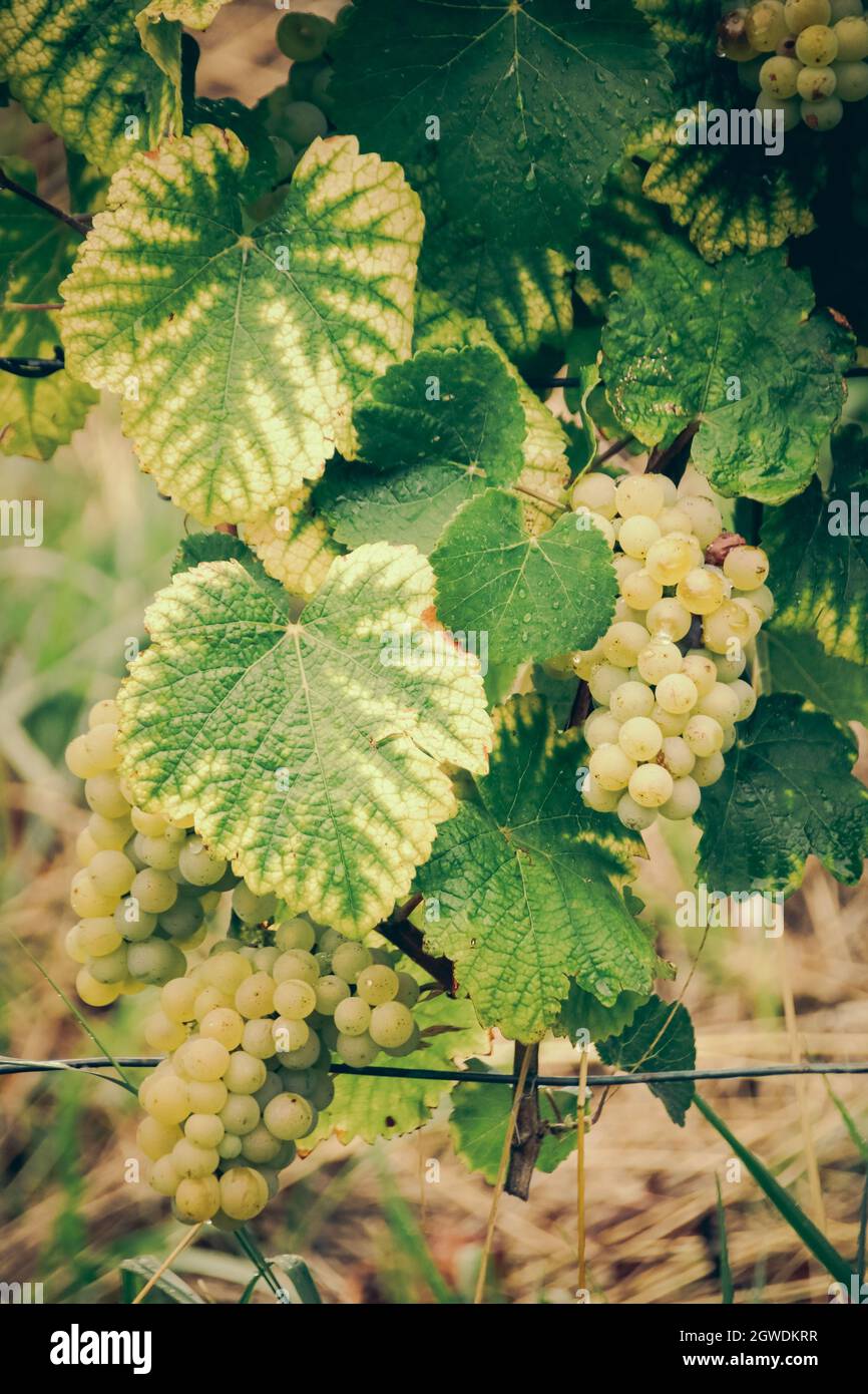 Grapes close up france sunlight hi-res stock photography and images - Alamy