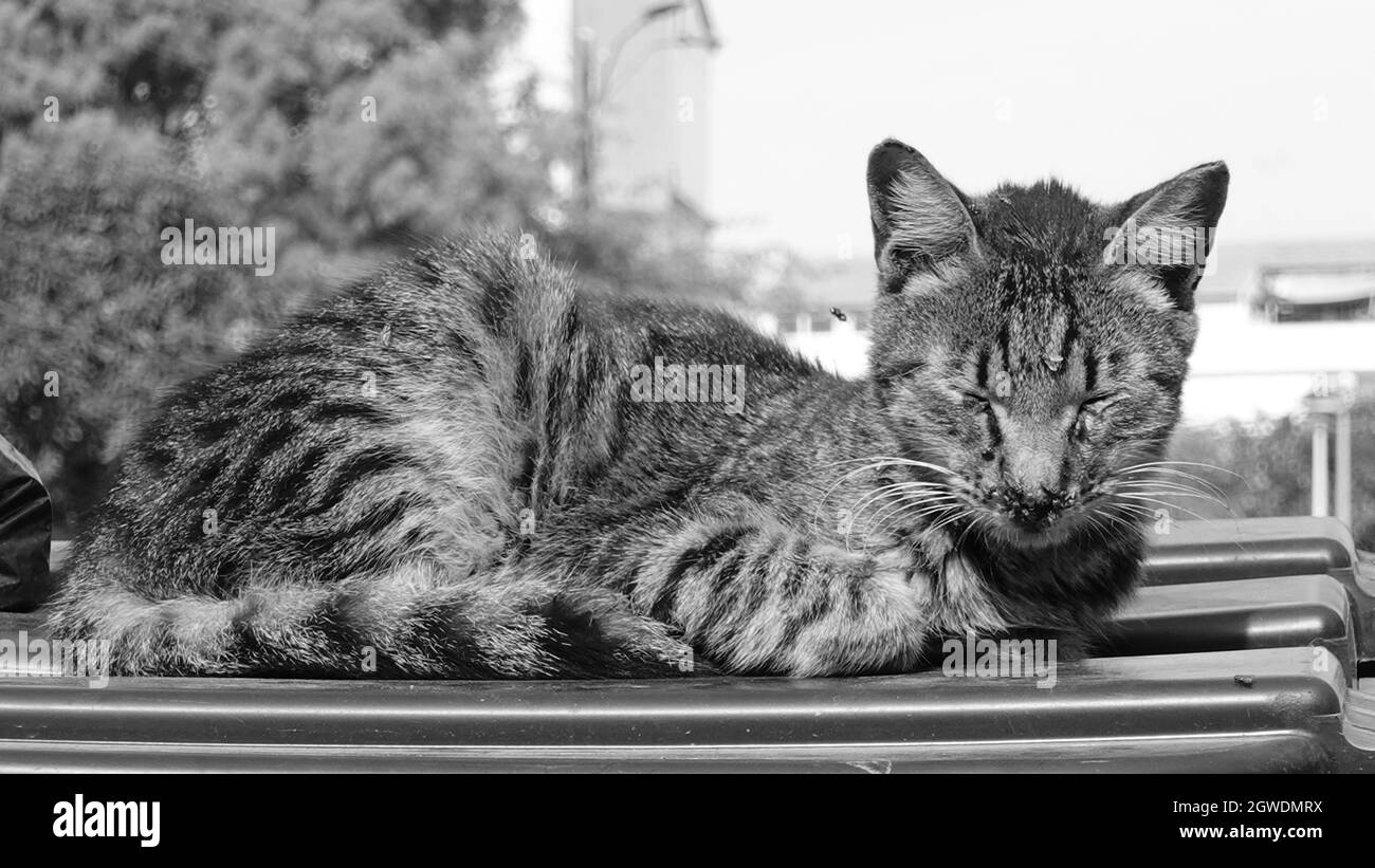 Poor Cat High Resolution Stock Photography and Images - Alamy
