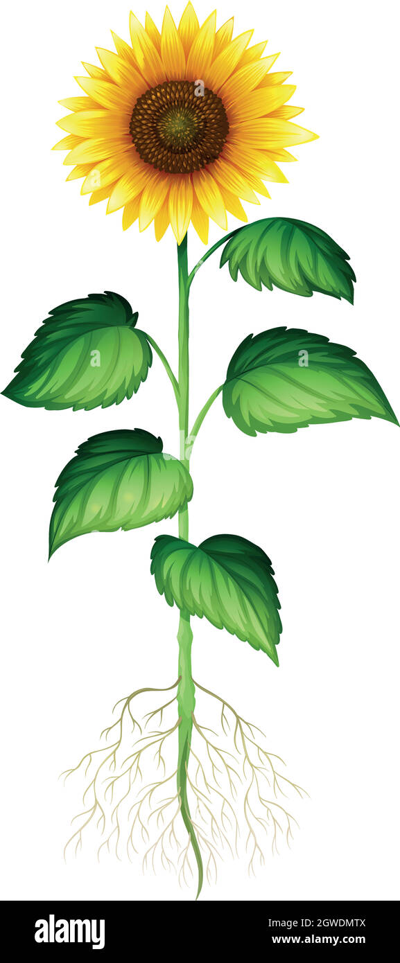 Sunflower plant with roots and stem Stock Vector Image & Art - Alamy