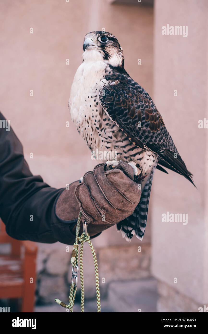 Oman falcon hi-res stock photography and images - Alamy