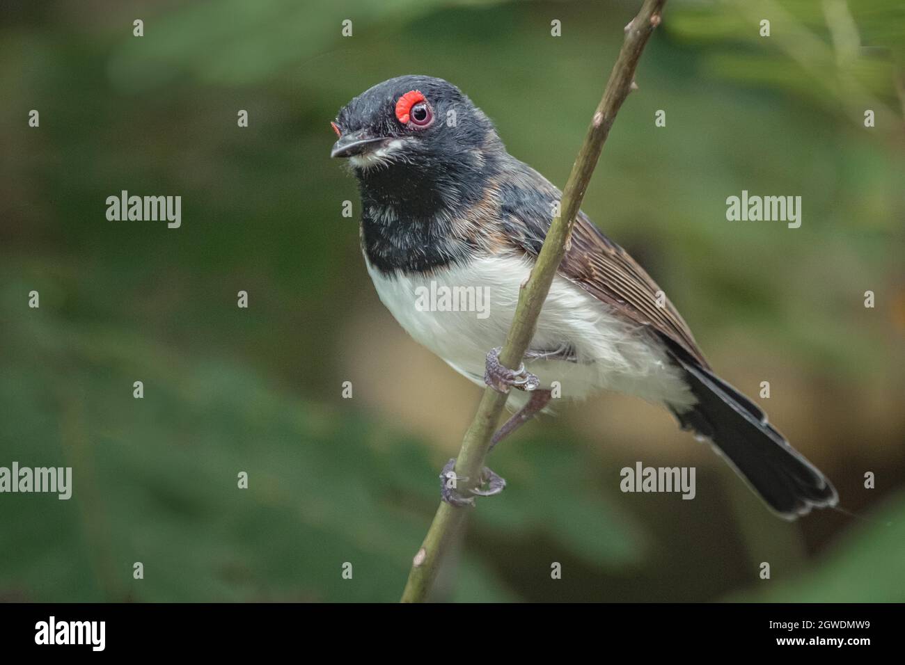 Black throated wattle eye hi-res stock photography and images - Alamy