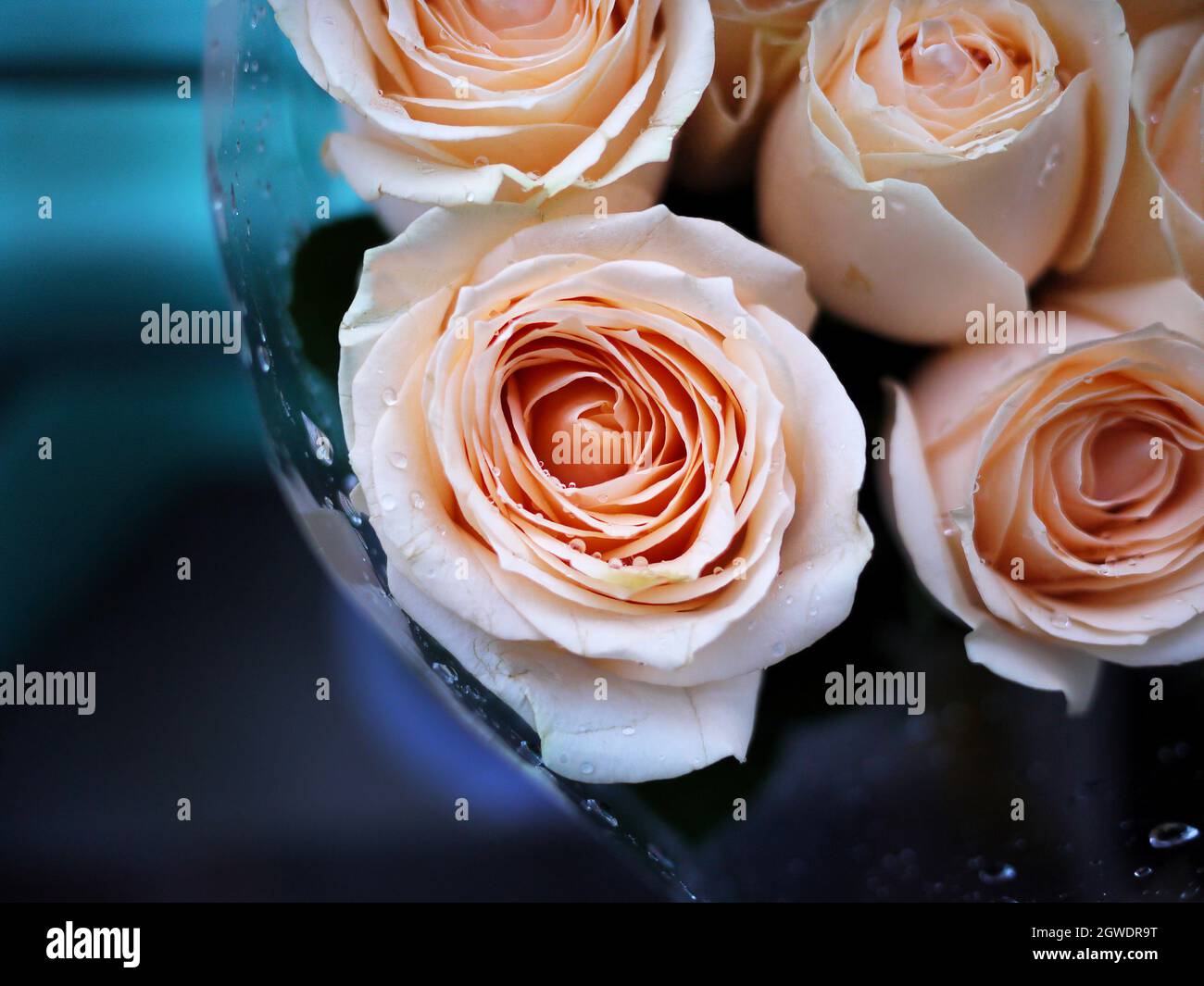 Old rose color hi-res stock photography and images - Alamy