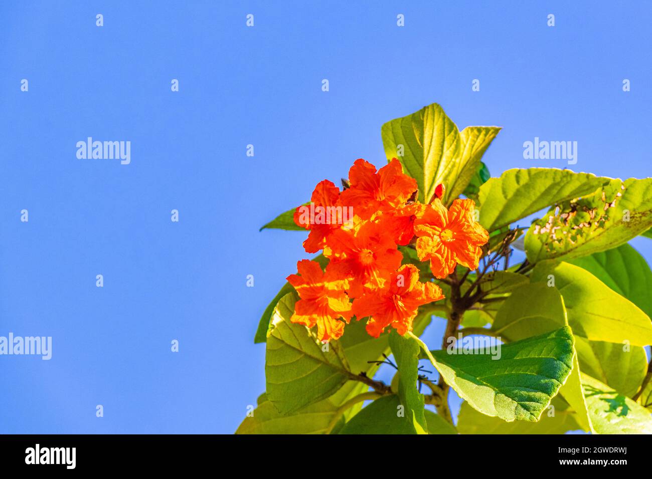 Kou Cordia subcordata flowering tree with orange flowers beach cordia ...